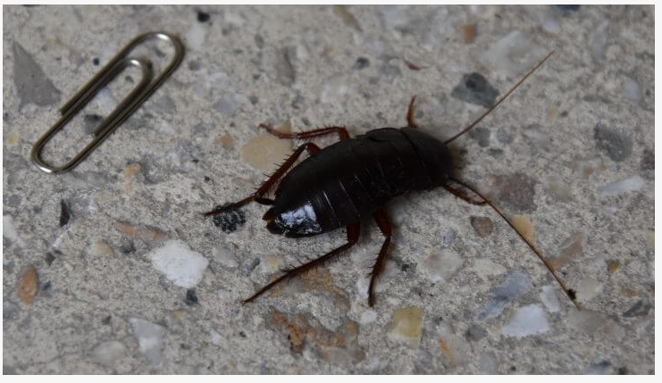 В Тернополі в одному з будинків поблизу Центрального ринку завелись ...